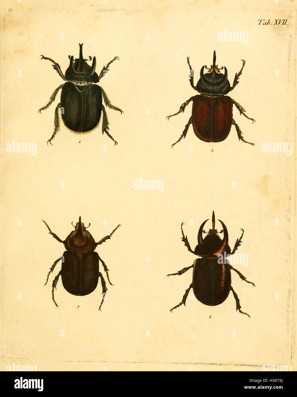 This work features illustrations from Karl Illiger's translation of ...