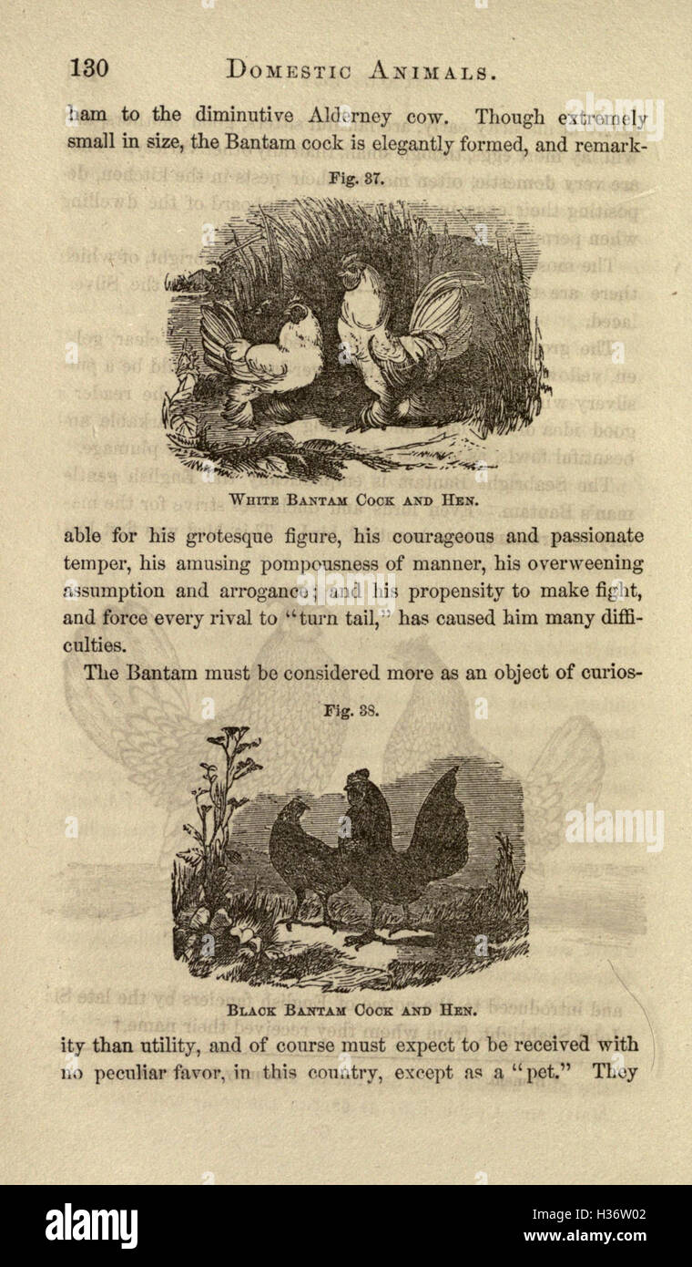 A look into the care and management of domestic animals, covering ...