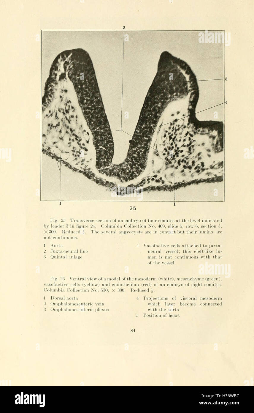 This page focuses on the early development of vasculogenesis in cats ...