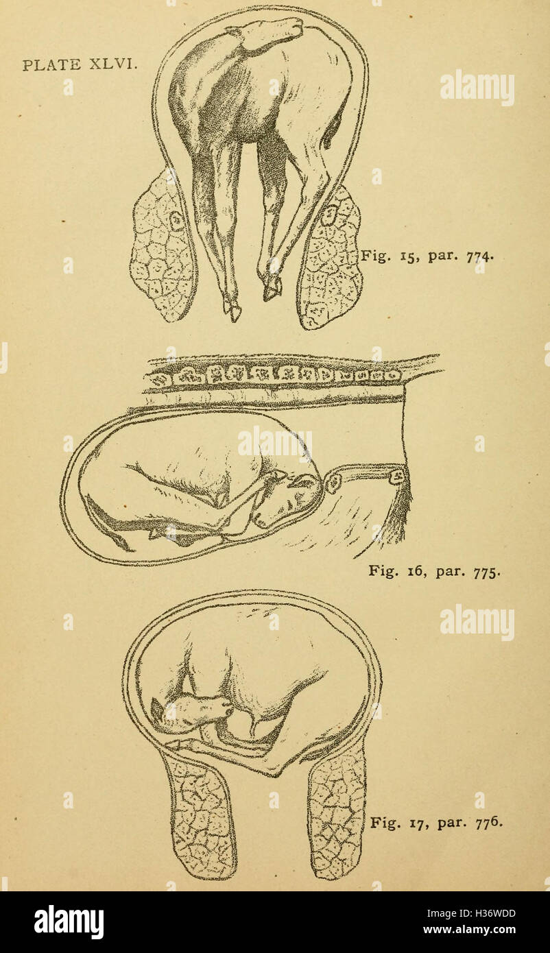This work provides a fundamental introduction to veterinary science ...