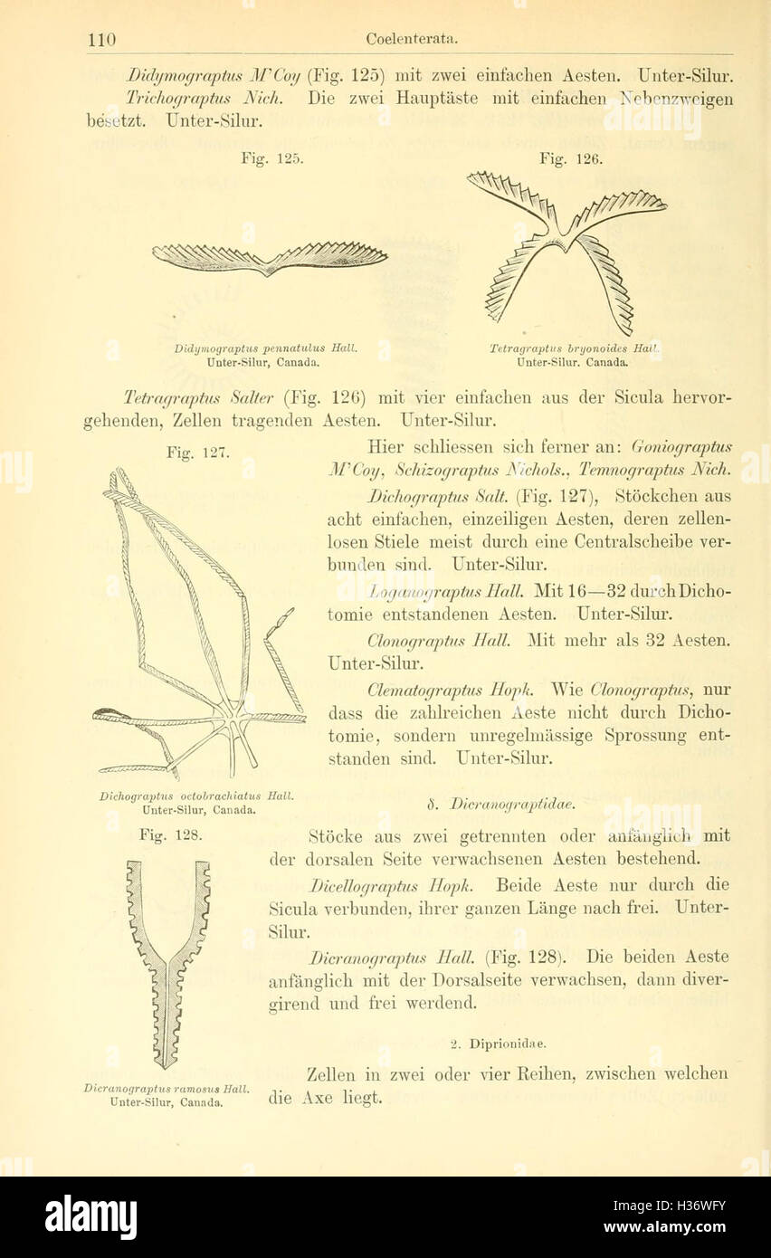 This work presents foundational elements of paleontology, featuring ...