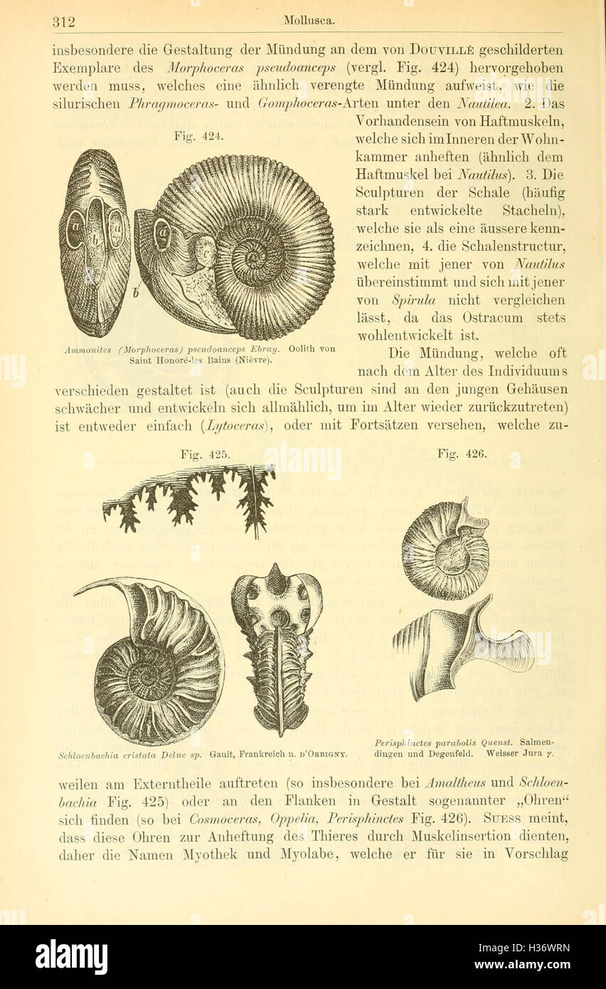 Fossils importance in understanding hi-res stock photography and images ...