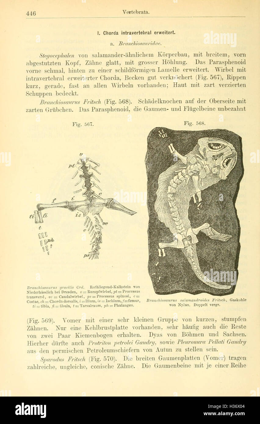 This page discusses elements of paleontology, including key fossils ...