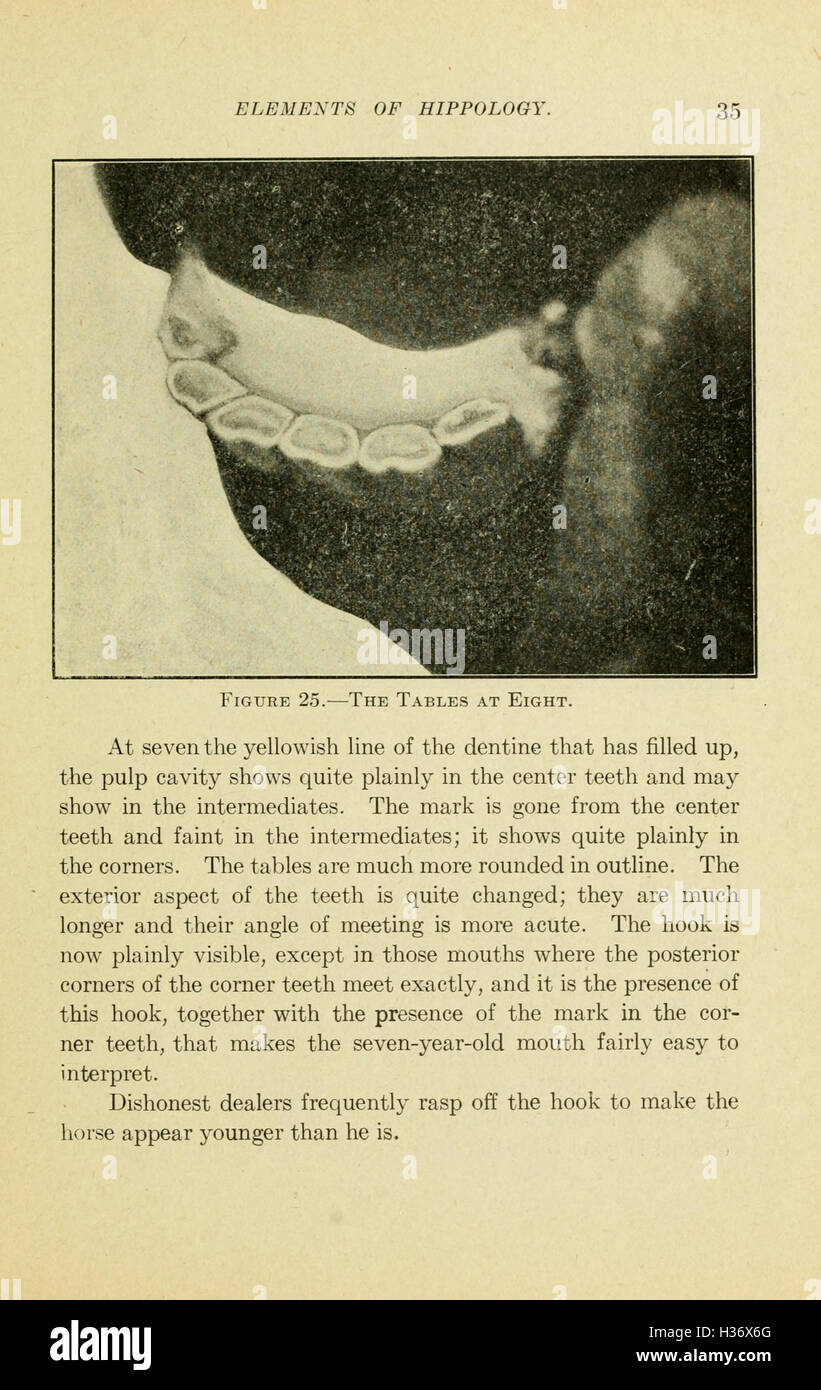 Elements of hippology (Page 35) BHL193 Stock Photo - Alamy