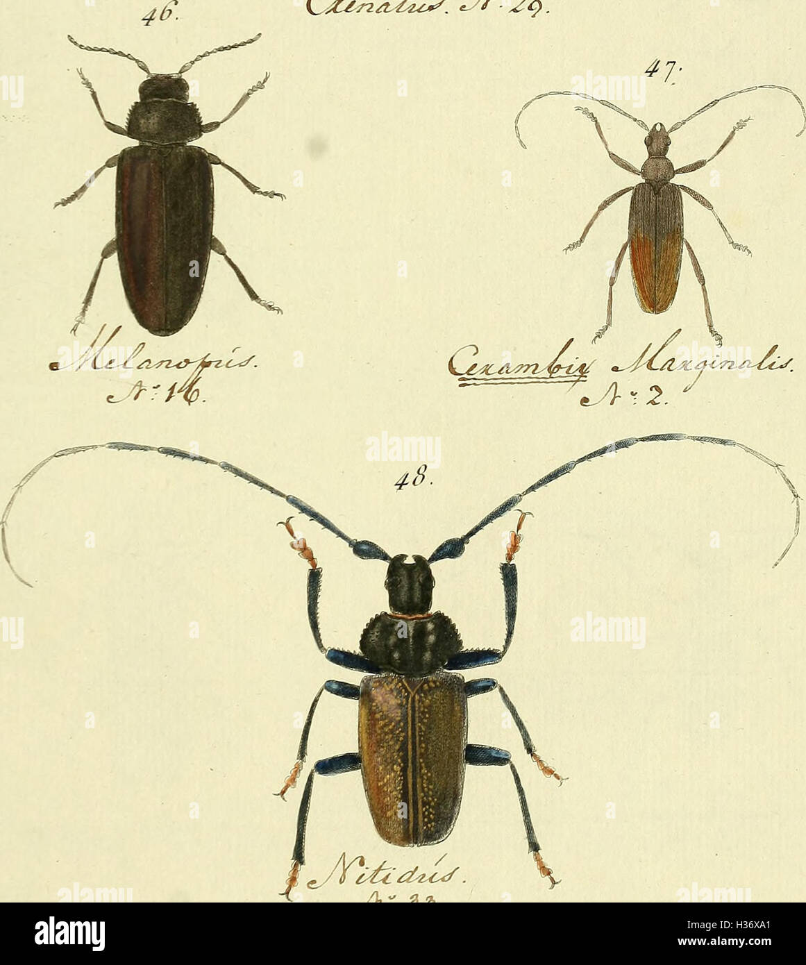 This French work, 'Entomology or the Natural History of Insects ...