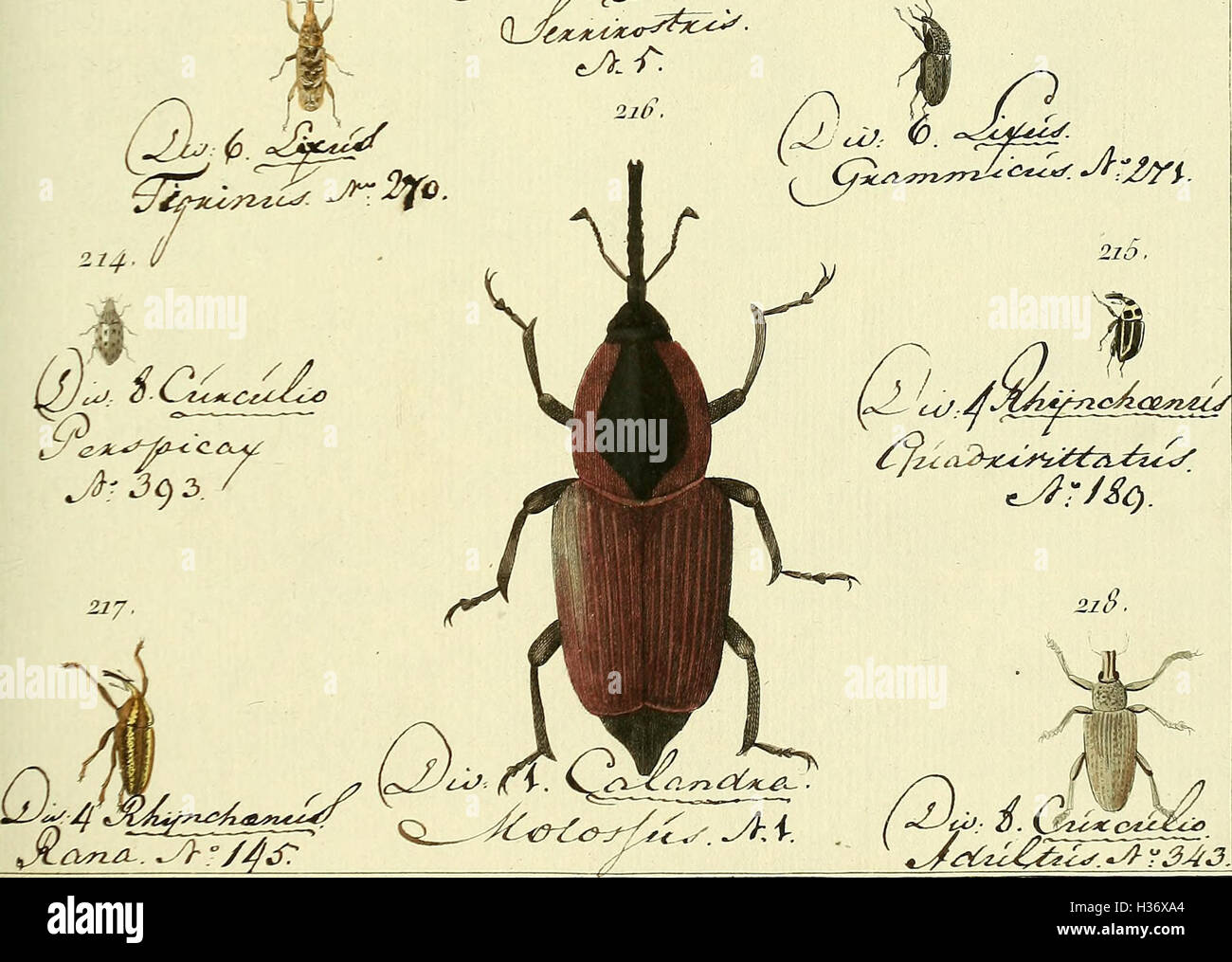 An 18th-century entomological work that describes insects, focusing on ...