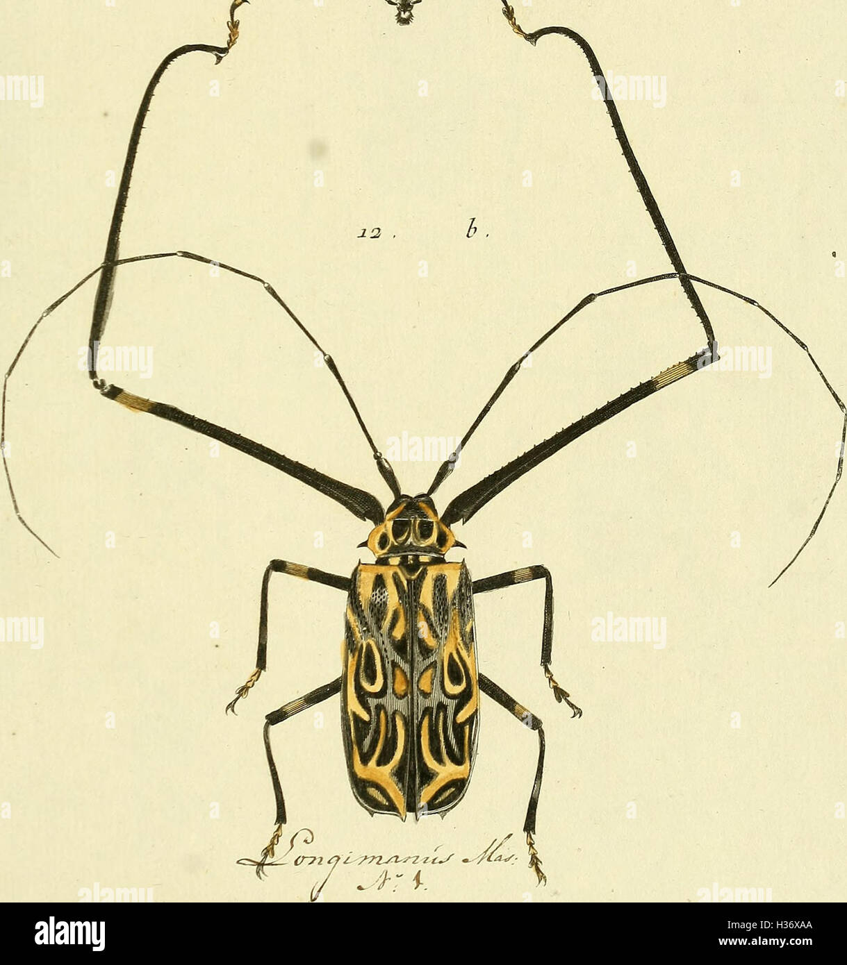 A comprehensive work on entomology from 1789, covering the natural ...