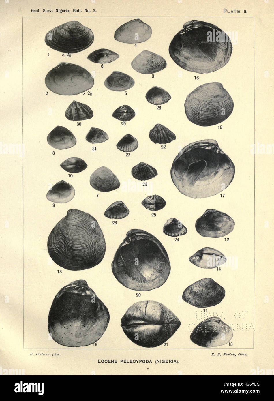 This page presents the study of Eocene mollusks discovered in Nigeria ...