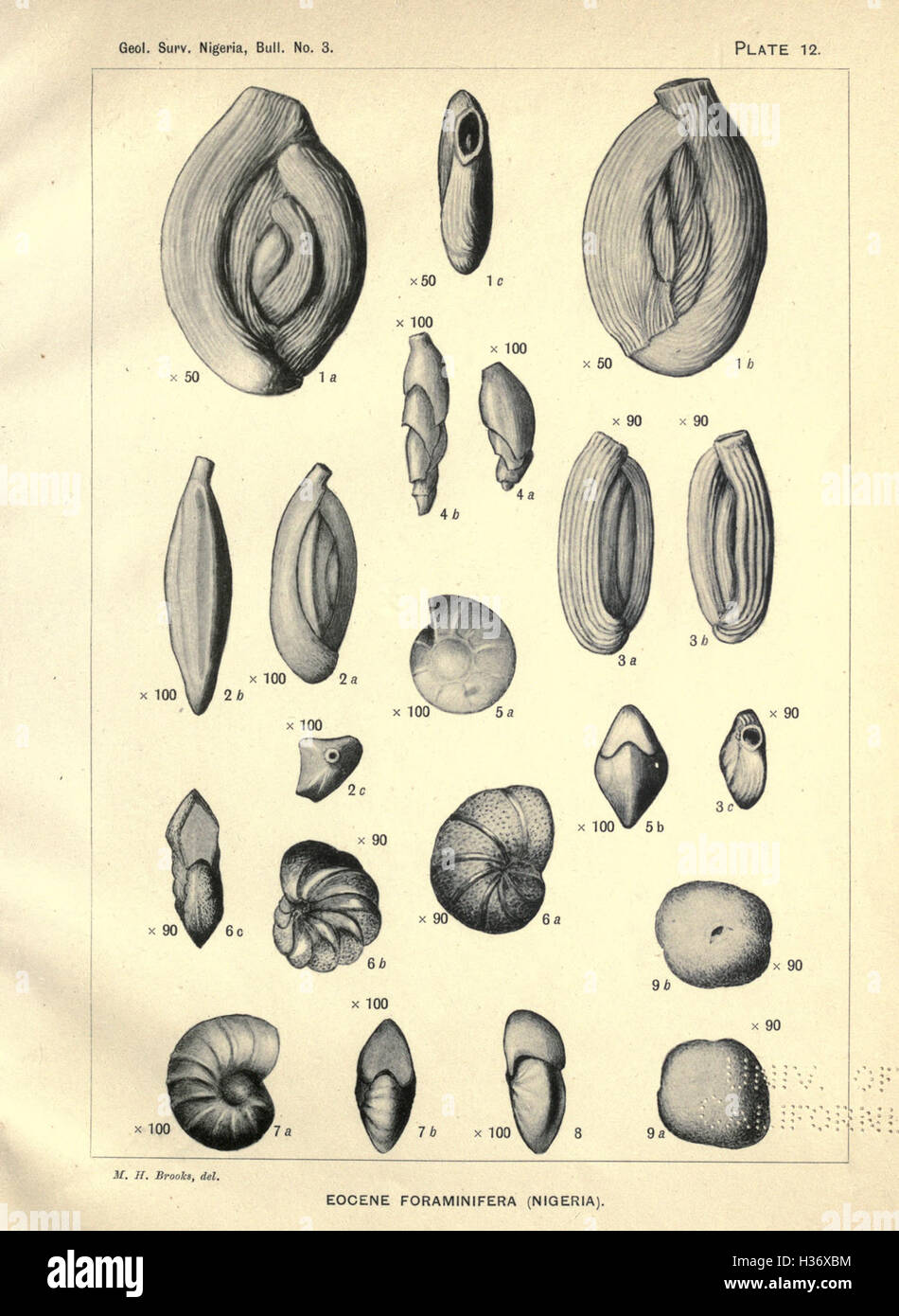 A study of mollusks from the Eocene epoch discovered in Nigeria ...