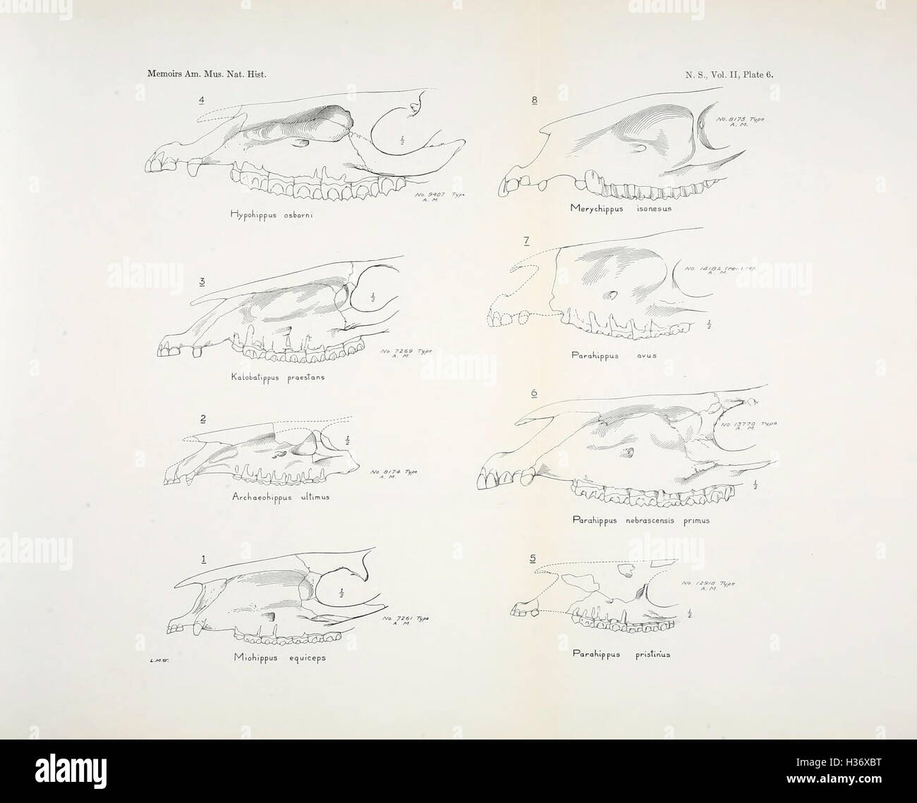 This study revises the iconographic types of equids from the Oligocene ...
