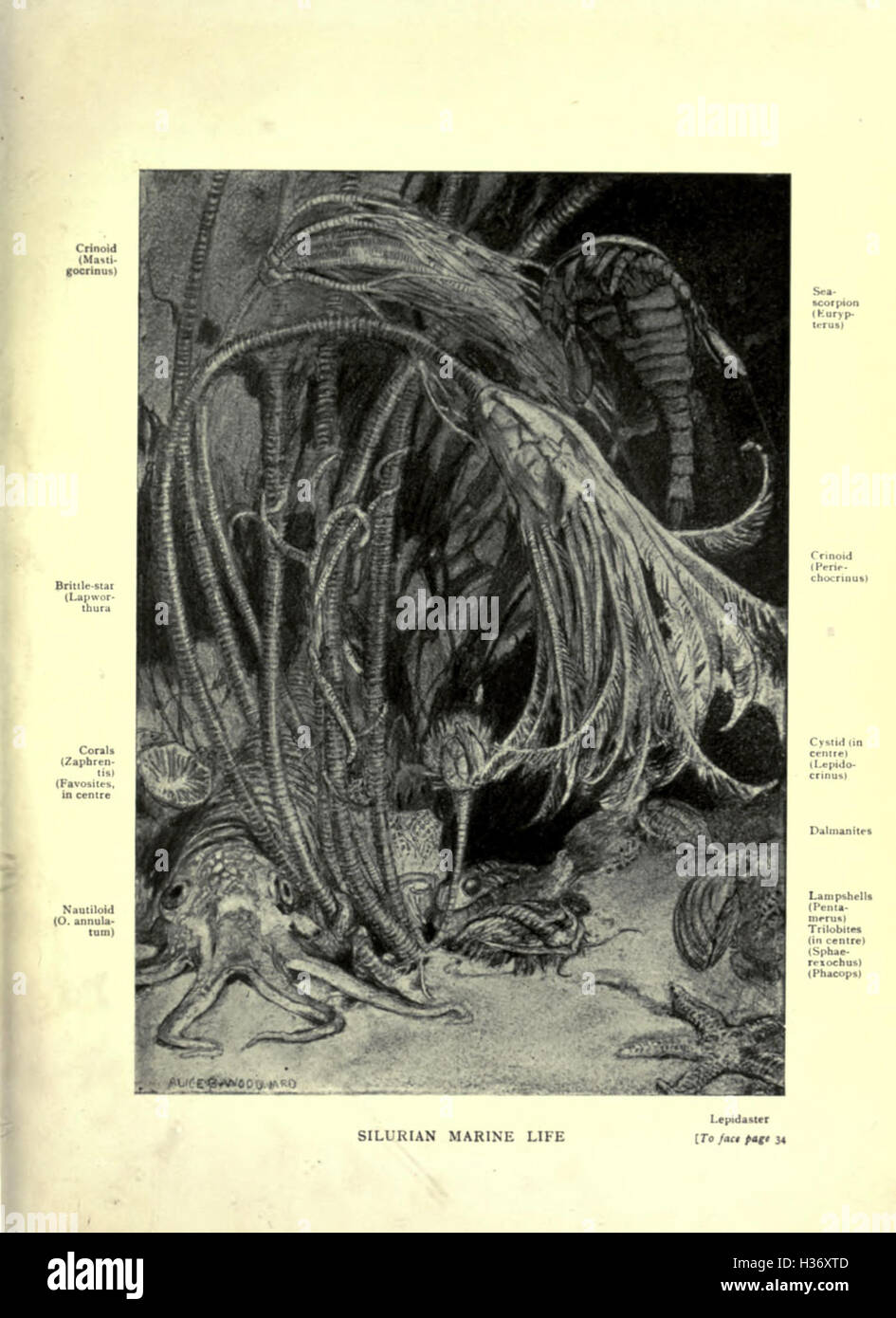 A plate illustrating evolutionary processes through geological time ...