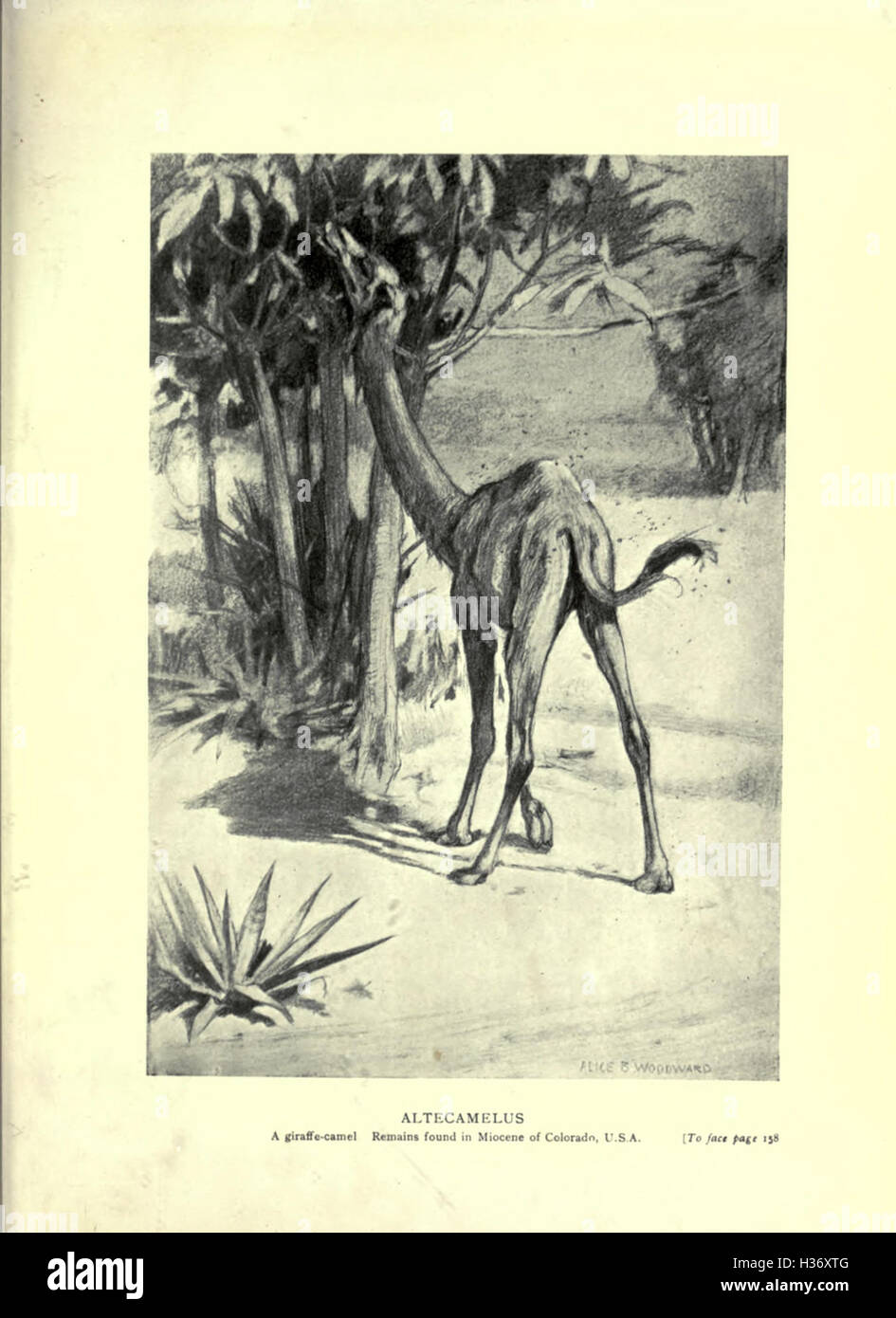 This work presents visual evidence of evolutionary changes over time ...