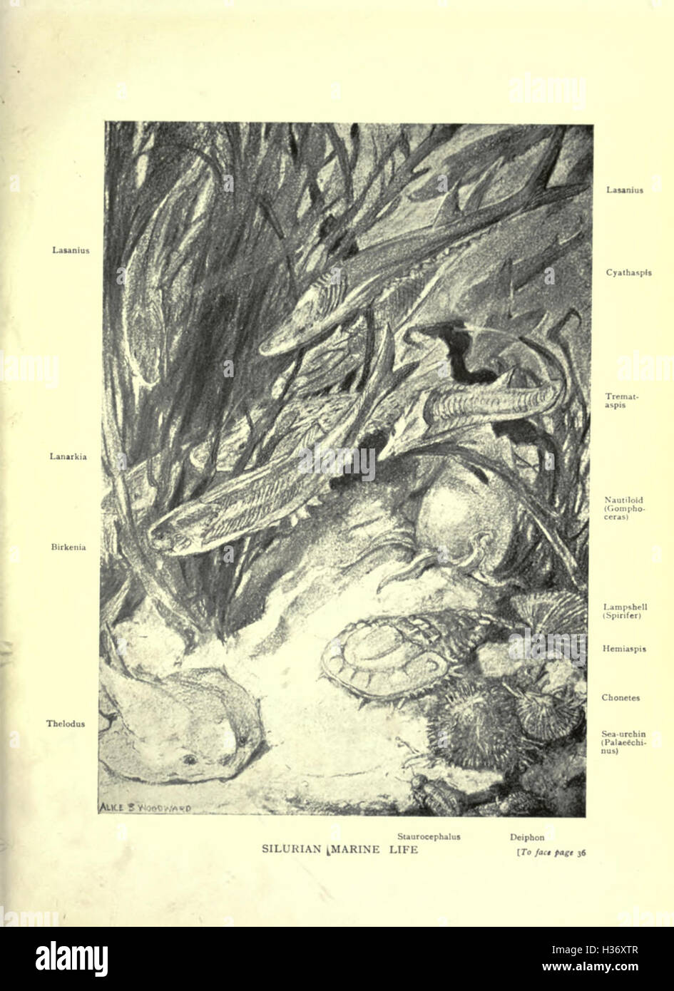 This plate illustrates the evolutionary changes in organisms over time ...