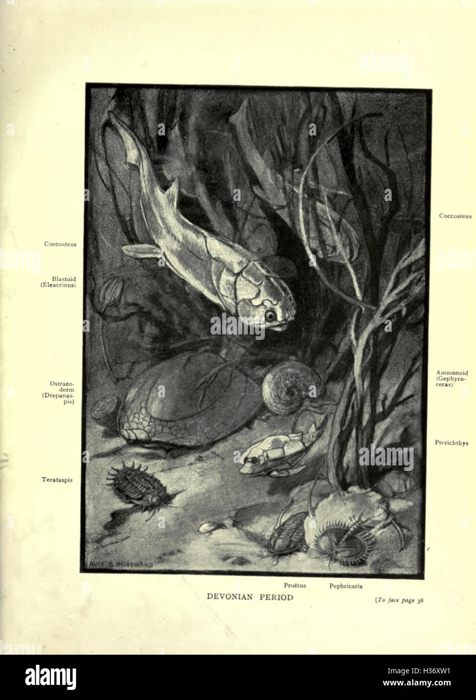 An illustration depicting the concept of evolution as understood in the ...