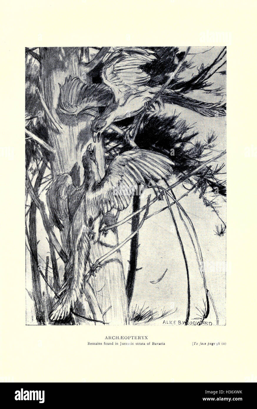 This book covers the history of evolution, analyzing key evolutionary ...