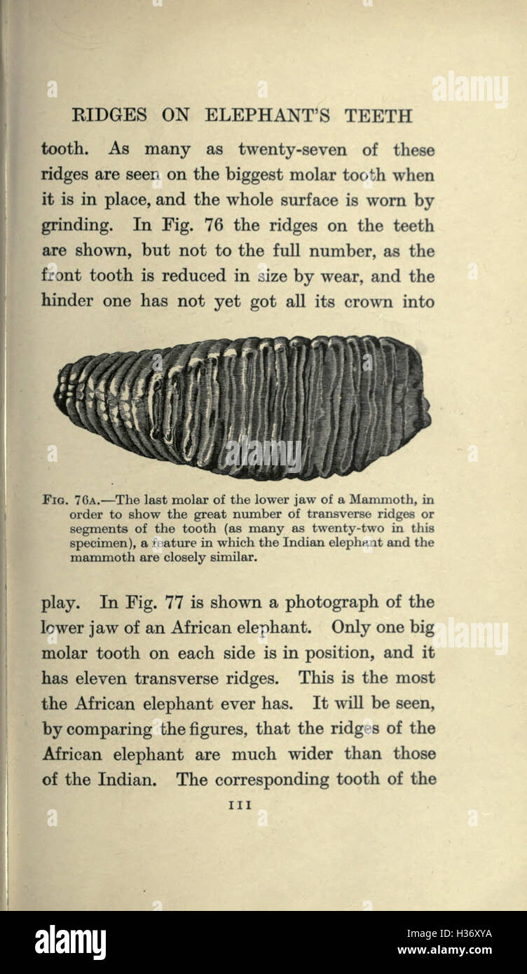 This page provides a detailed look at extinct animal species ...