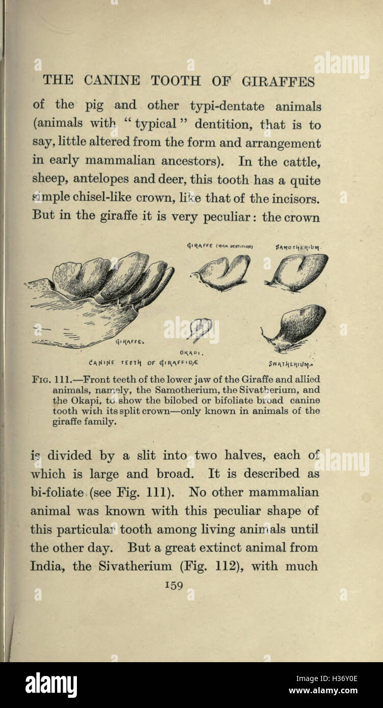 This book explores extinct animal species, focusing on their biology ...