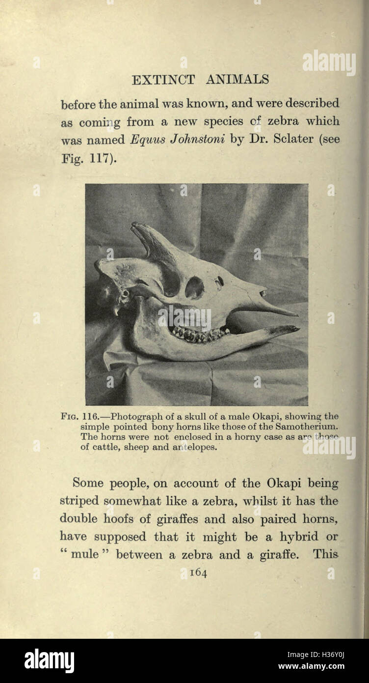 This work focuses on the study of extinct animals, examining their ...