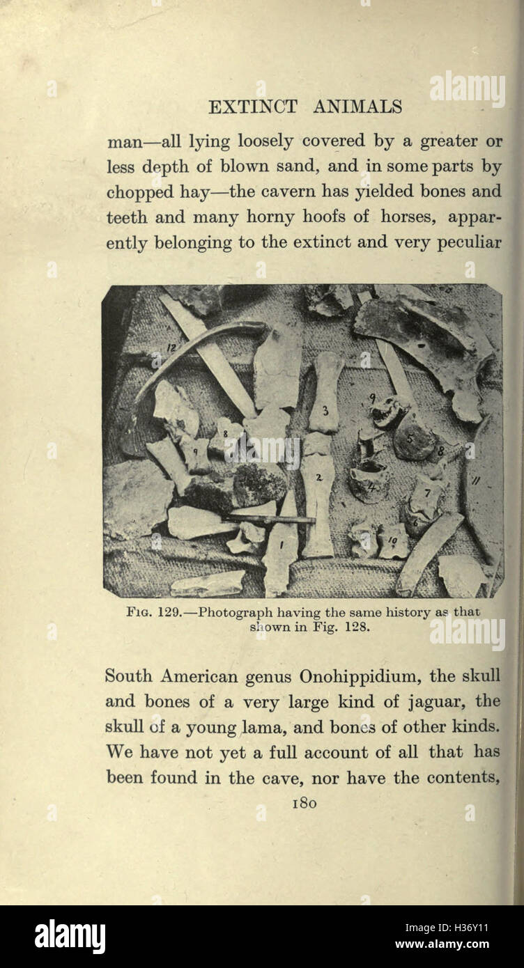 This work outlines the different extinct animal species, categorizing ...