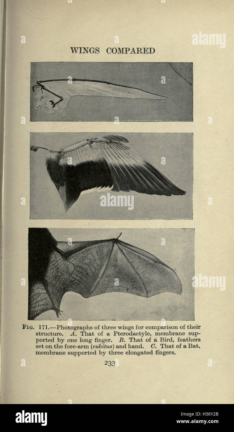 This text provides a detailed examination of various extinct animal ...