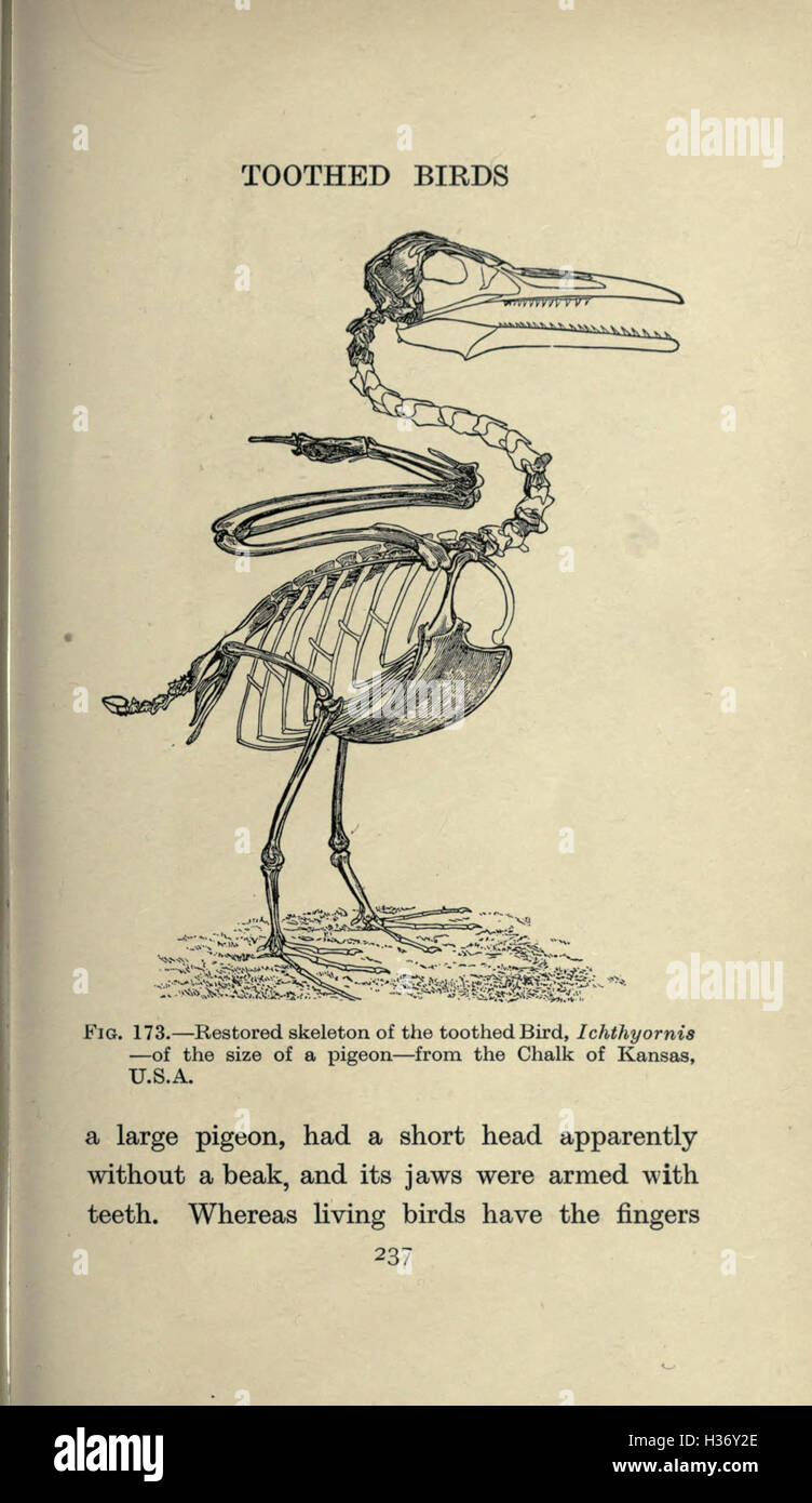 This book discusses various extinct animals, including species from the ...