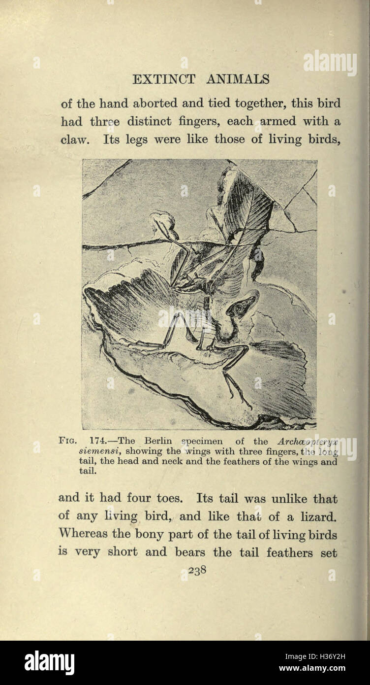 'Extinct Animals' explores the various species that have gone extinct ...