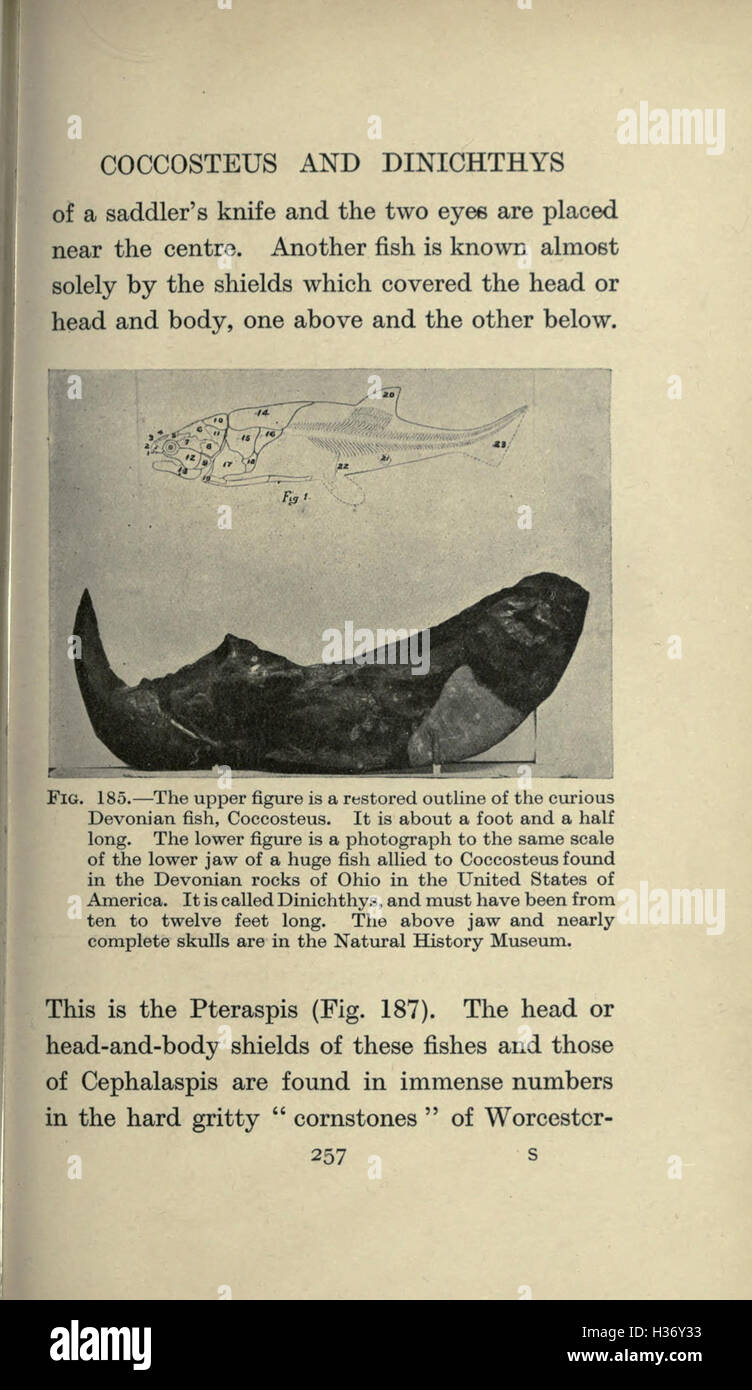 A study on extinct animals, providing an overview of various species ...