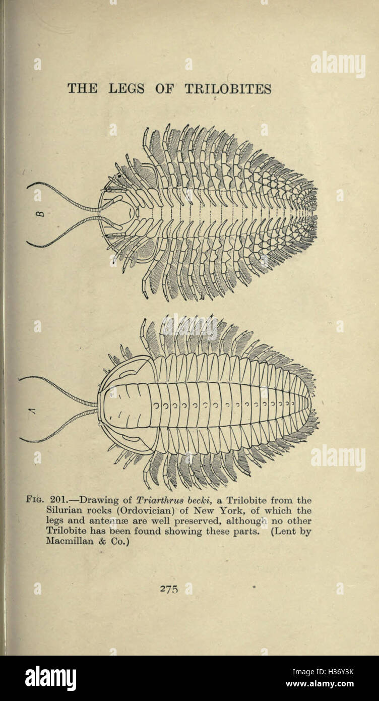 This work provides a detailed study of extinct animal species, focusing ...
