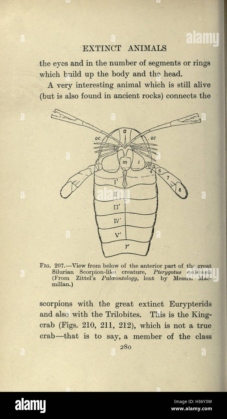 This work examines various extinct animal species, focusing on their ...