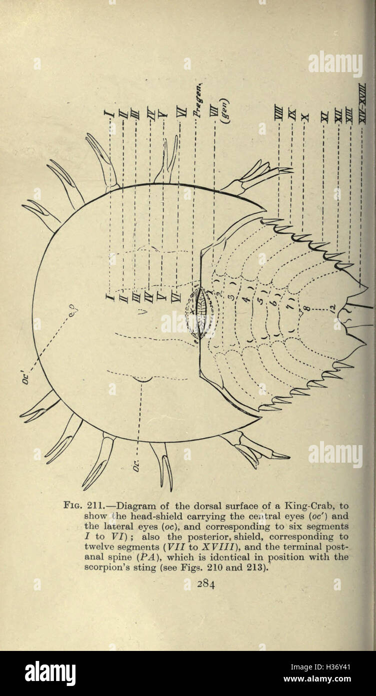 This work details the extinct animals of various geological periods ...