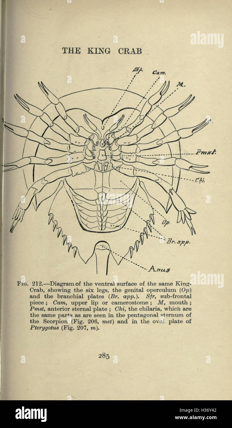 This work covers a variety of extinct animal species, examining their ...