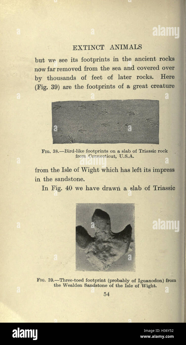 This text discusses various extinct species, focusing on their ...