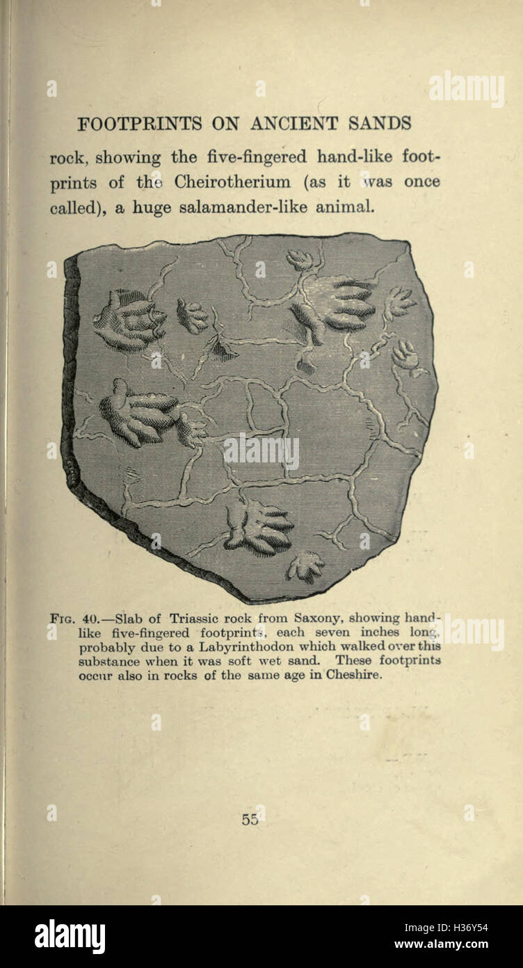 This work explores various extinct animal species, examining their ...