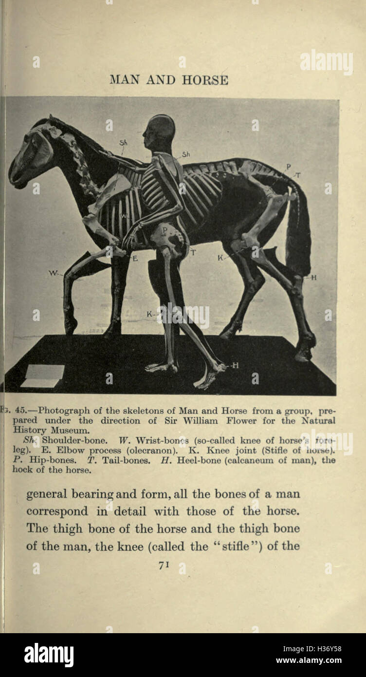 This section examines extinct animals, their causes of extinction, and ...