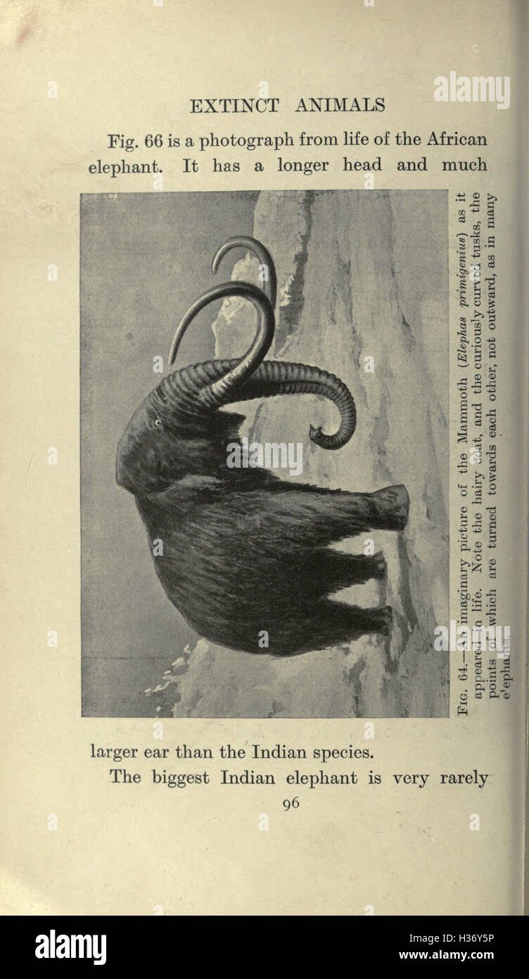 An overview of extinct animal species, covering their historical ...