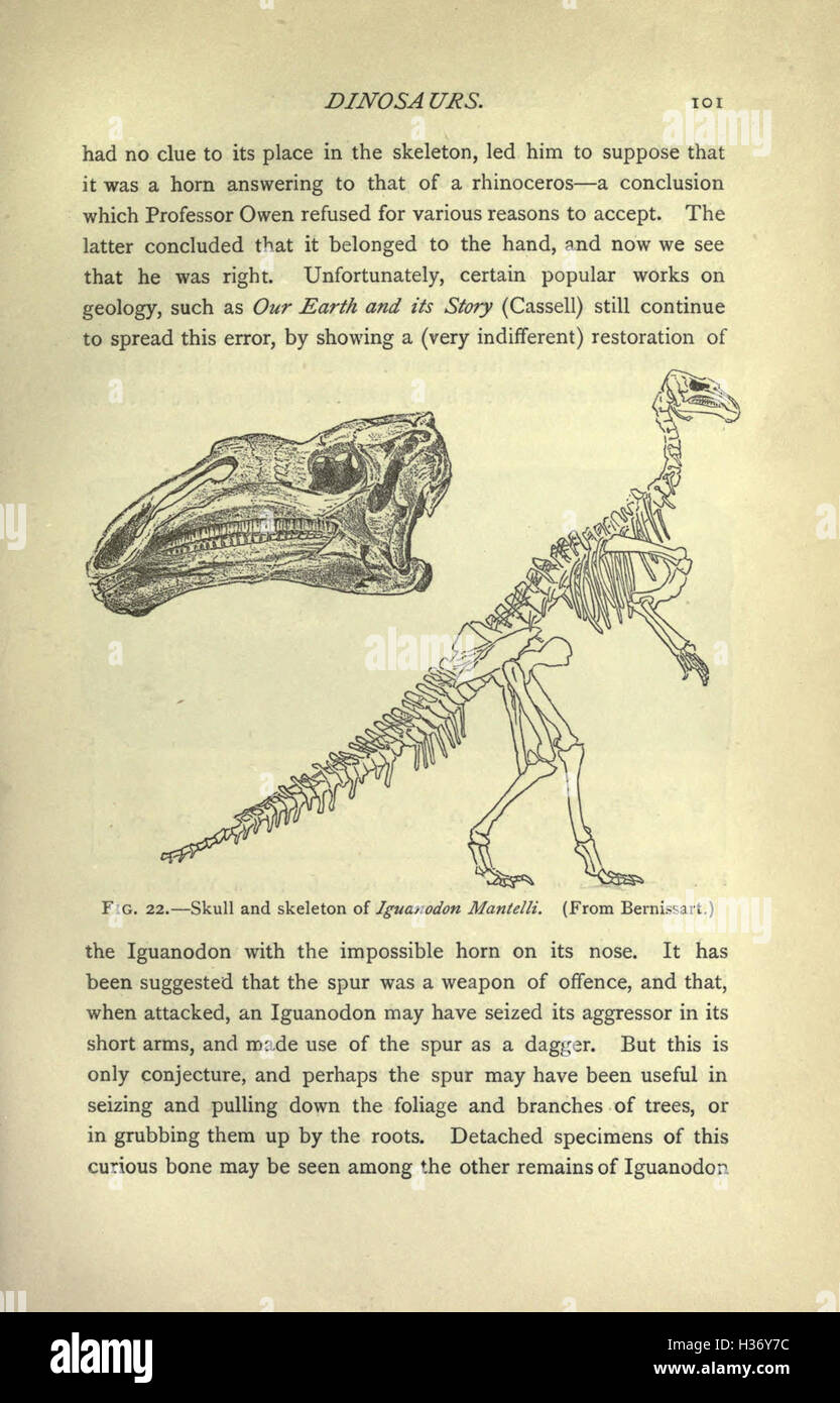 Detailed examination extinct creatures hi-res stock photography and ...