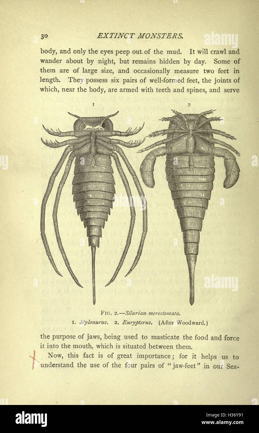 Creatures anatomy hi-res stock photography and images - Alamy