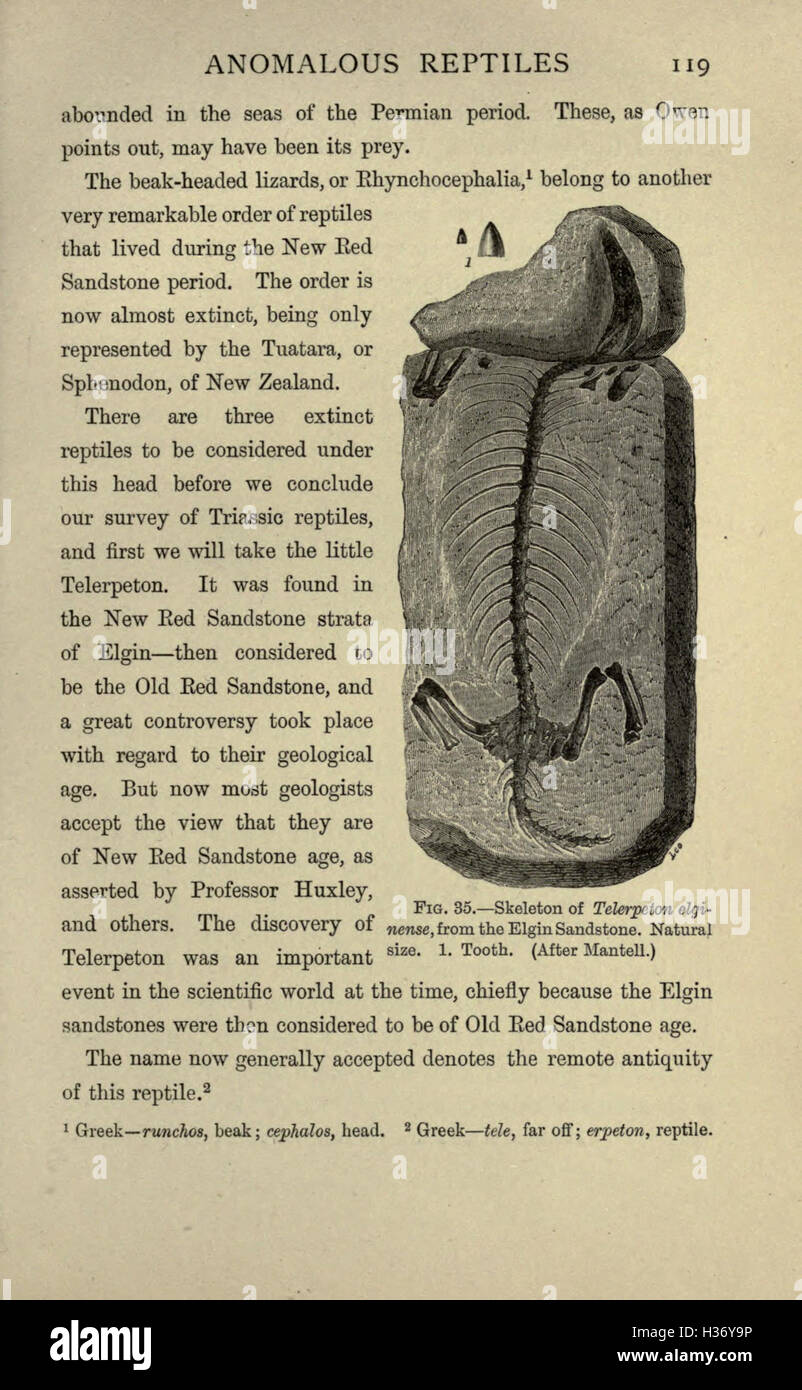 A description of extinct creatures, offering a glimpse into prehistoric ...