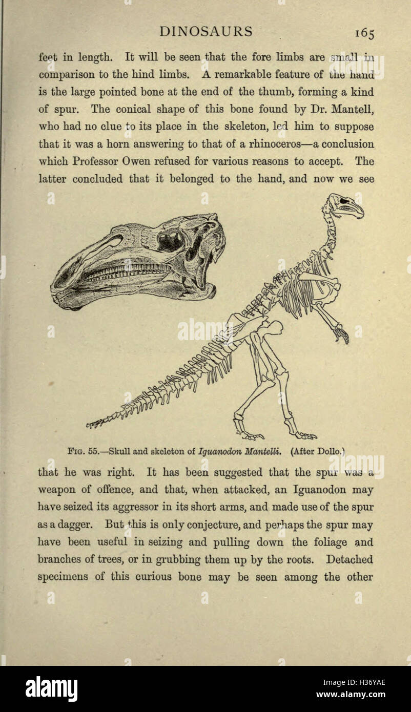 Various prehistoric marine creatures hi-res stock photography and ...