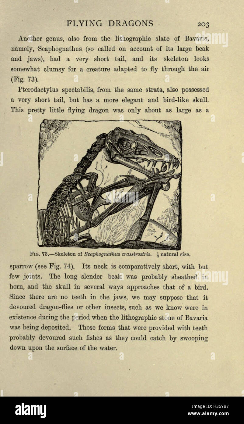 A study of extinct creatures from ancient times, focusing on their ...