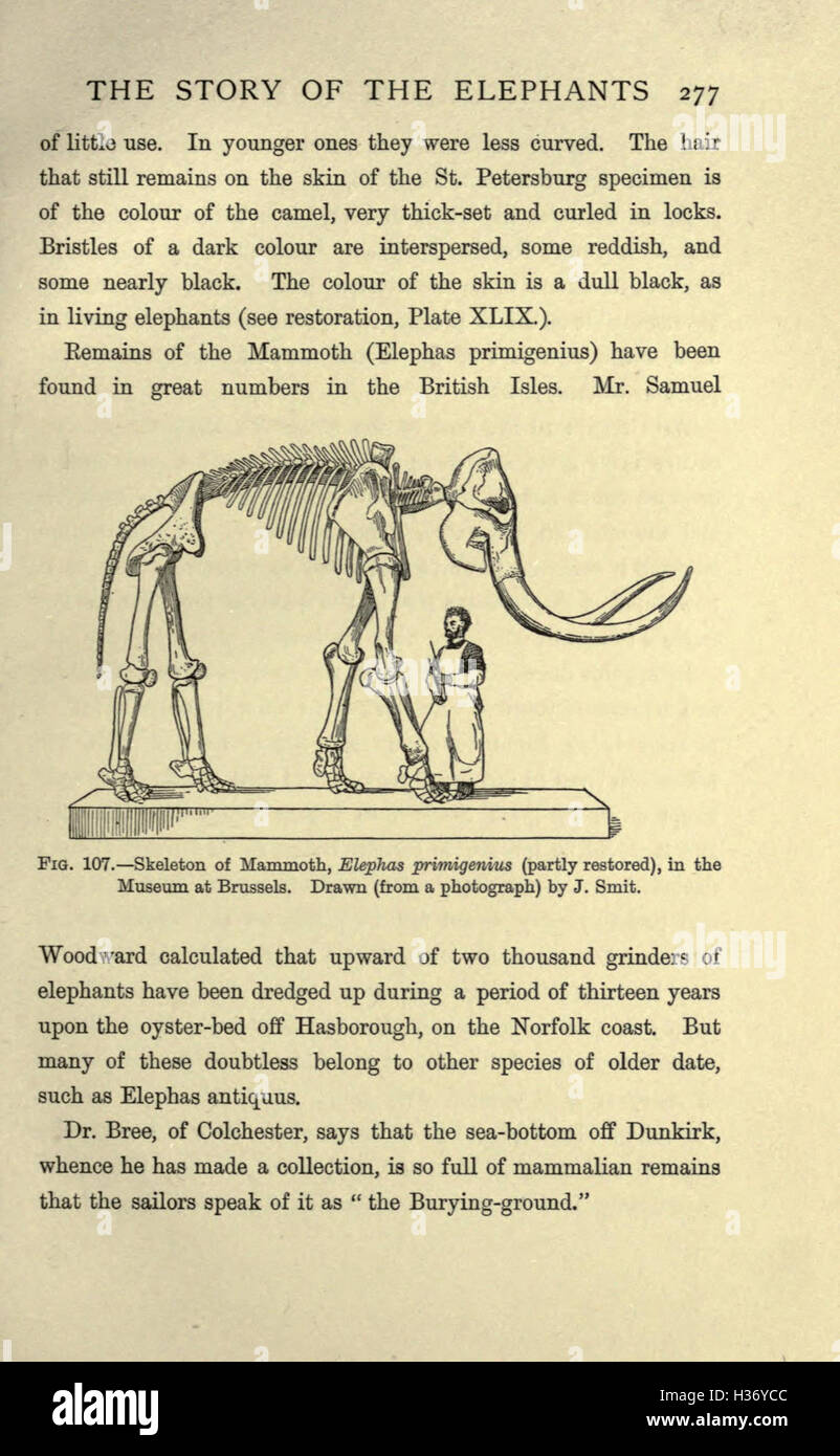 A study of extinct creatures, exploring prehistoric monsters and ...