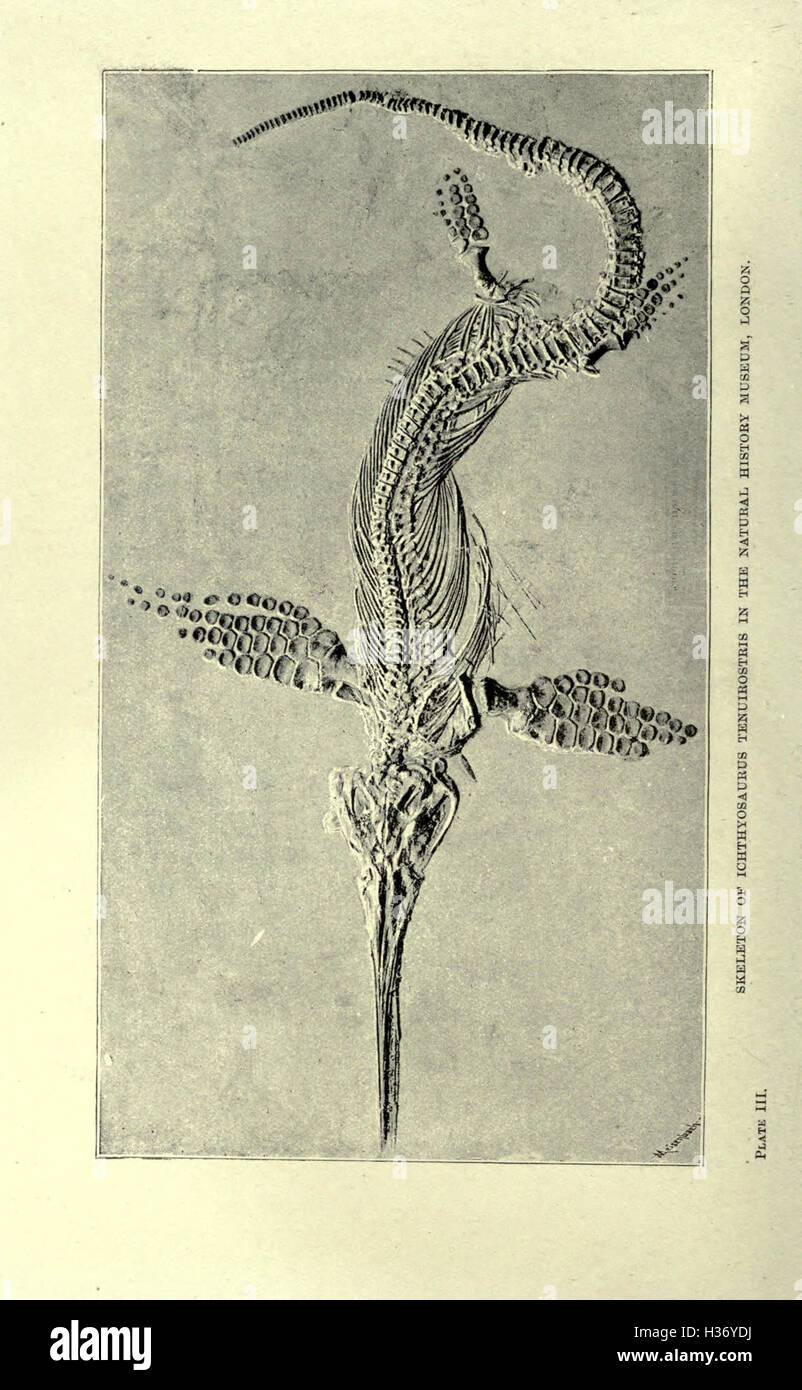 This work explores the extinct prehistoric creatures that roamed the ...
