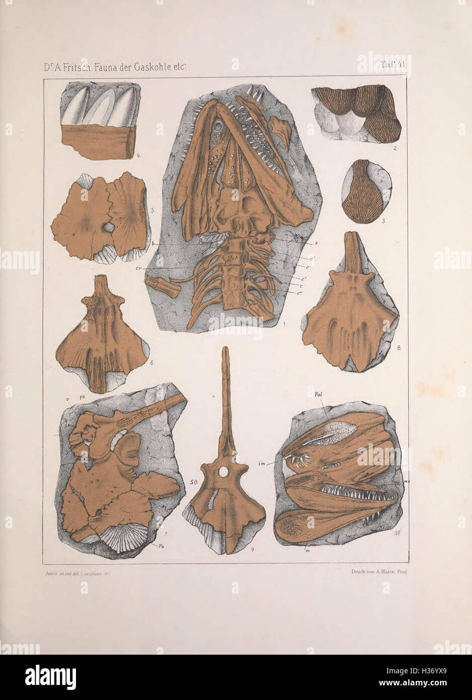 Fossil fauna page hi-res stock photography and images - Alamy