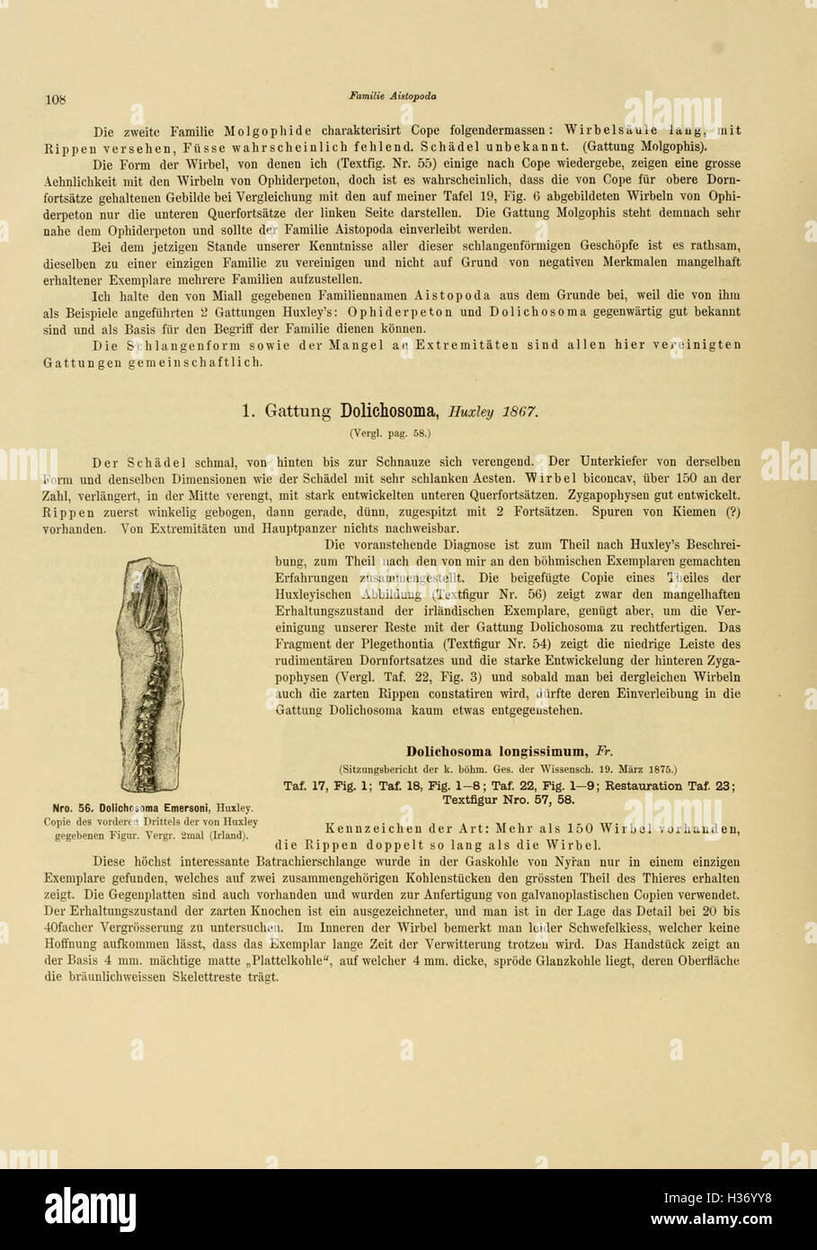 This work focuses on the fauna from the Permian coal and limestone ...