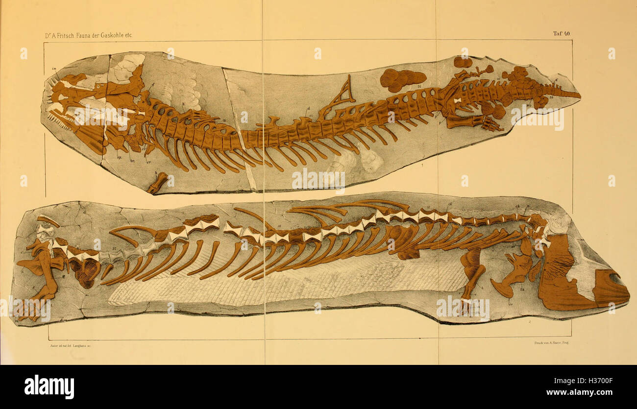 This work describes the fauna found in the coal and limestone layers of ...
