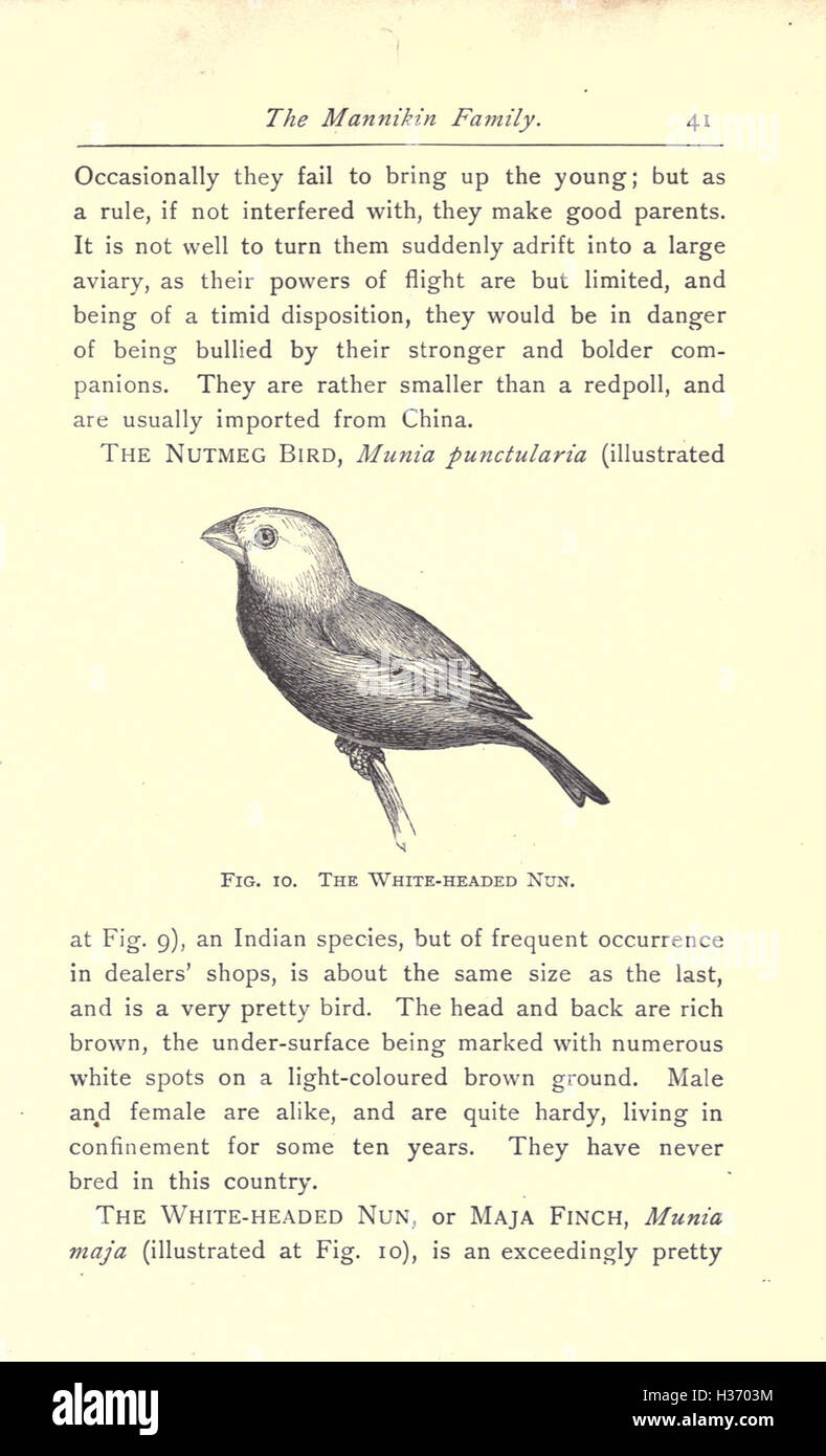 This guide highlights popular foreign bird species kept in cages and ...