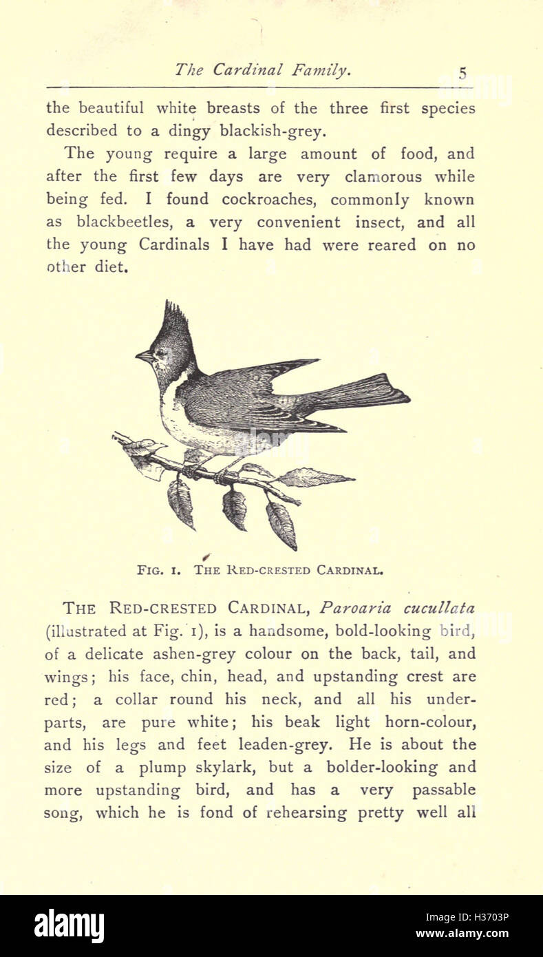 A practical guide to the most popular foreign bird species kept in ...