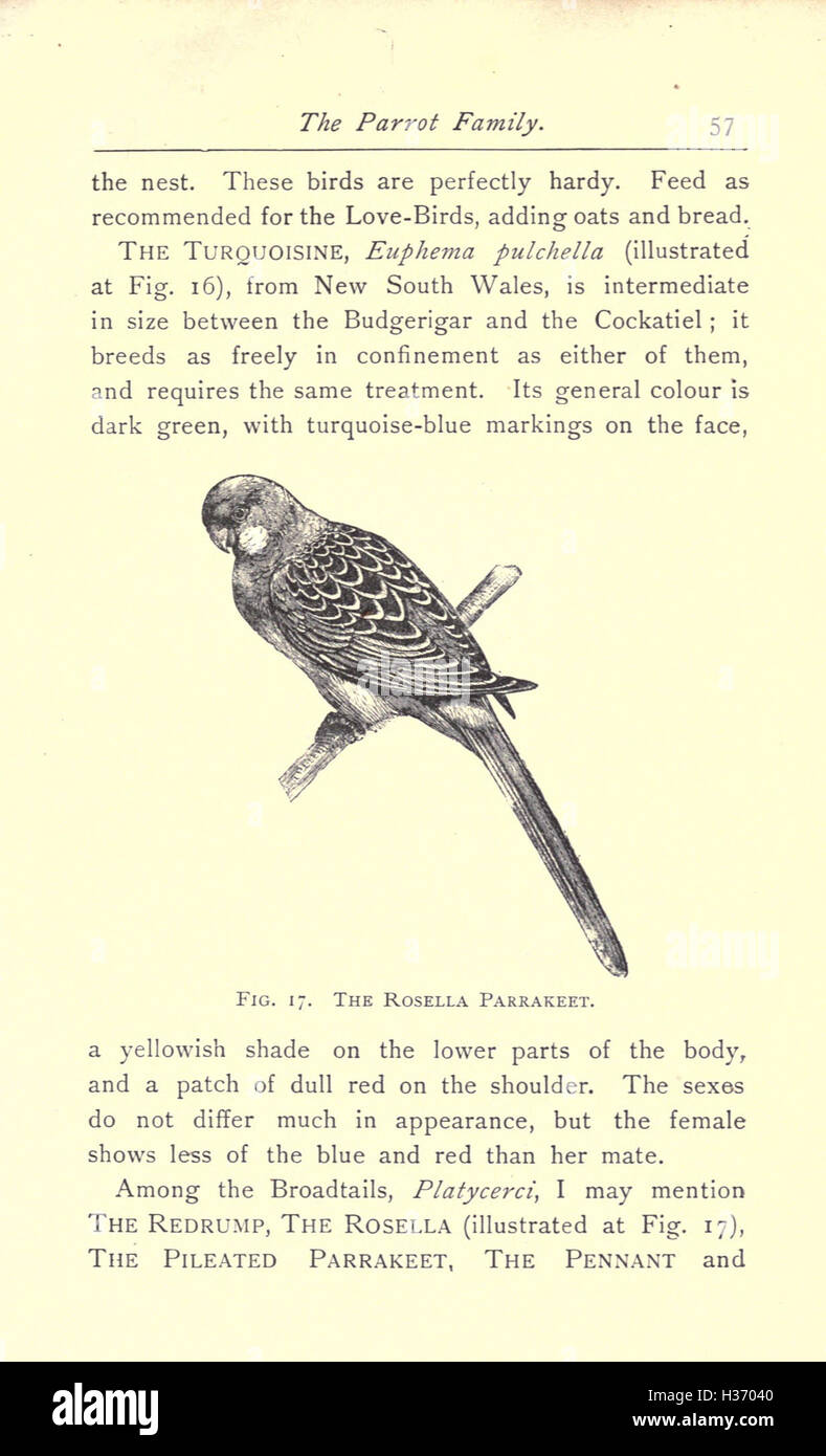 This work highlights popular foreign bird species for keeping in cages ...