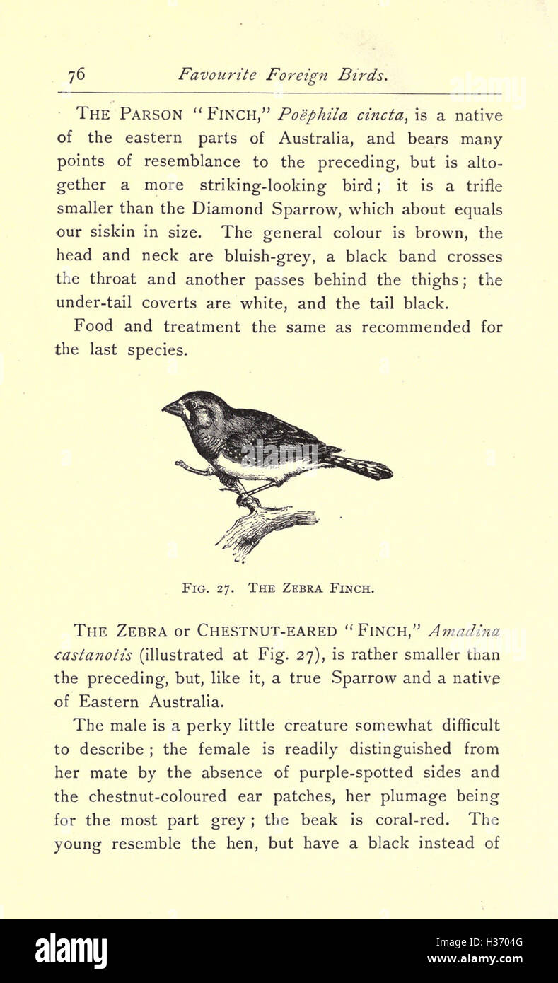 Bird feeding setup hi-res stock photography and images - Alamy