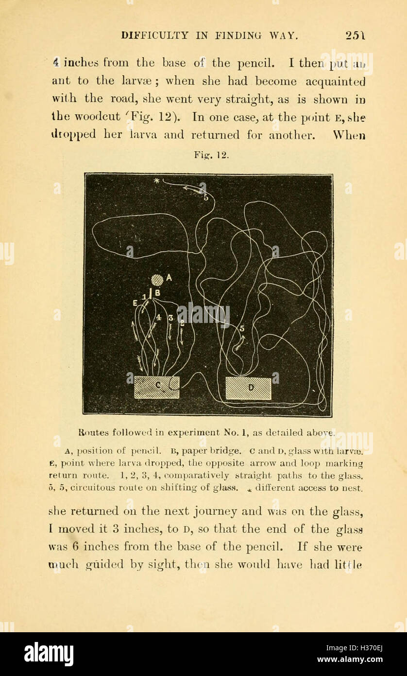 This text discusses the biology, behavior, and ecological roles of ants ...